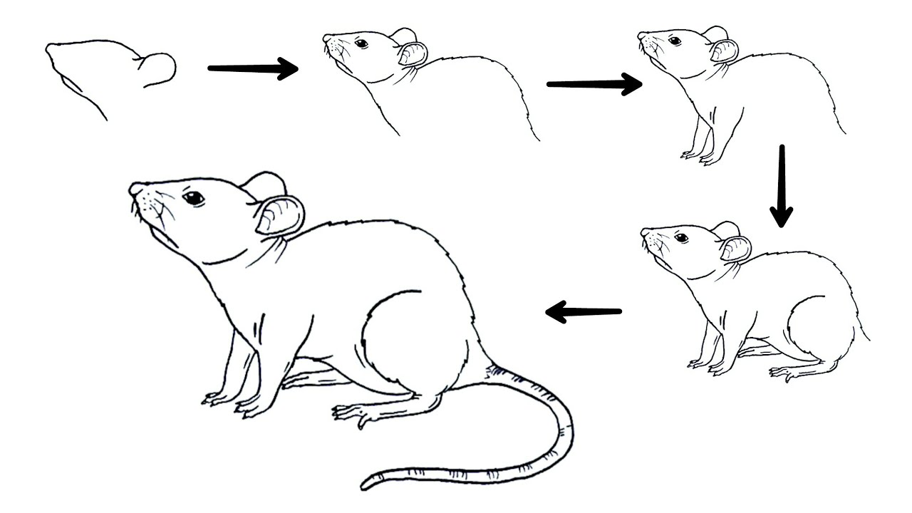 CARA MENGGAMBAR TIKUS YANG MUDAH - YouTube