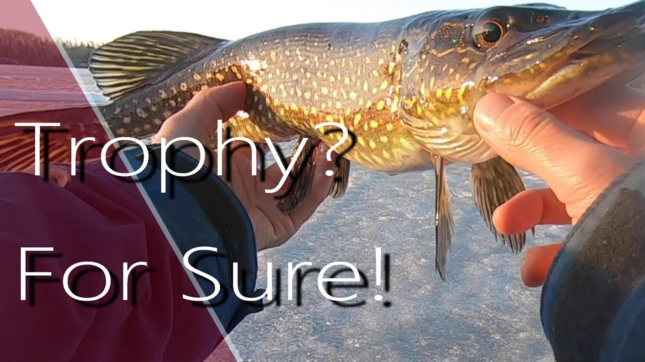 Ice Fishing Beauties! Canadian Shield golden fish. - YouTube