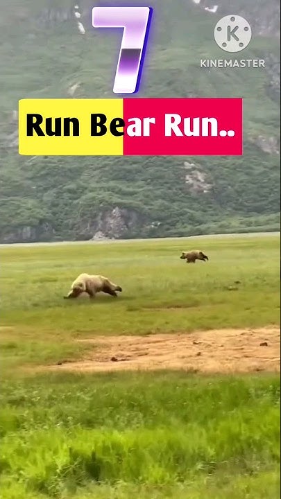 Run Bear Run .. Grizzly Chased by Wolf #bear #wildlife #shorts - YouTube