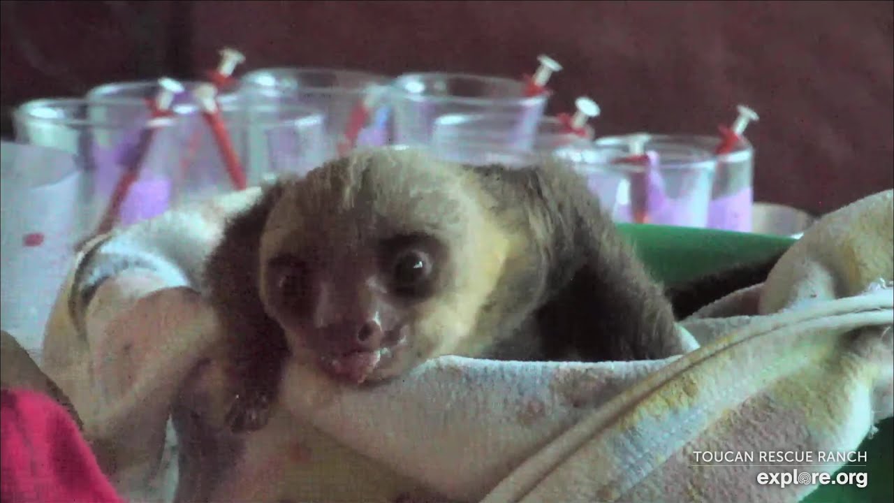 Baby sloth Moose enjoying his milk - 03/16/24 - SlothTV via explore.org ...