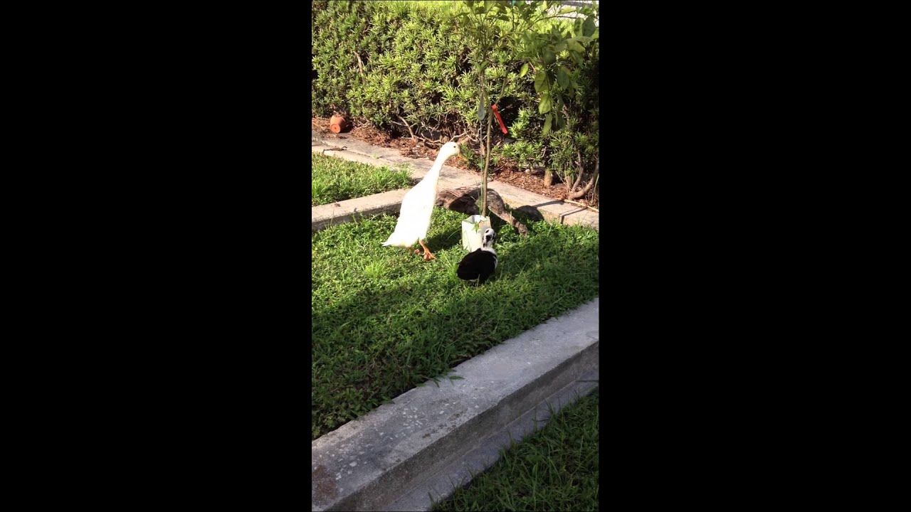 Agitated/nervous duck newly introduced to a flock - YouTube