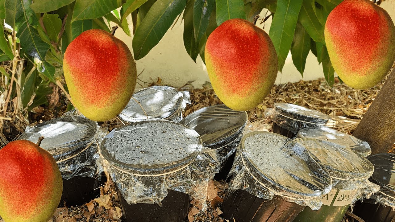 Germinating Mango Seeds Update! | Seeds in Pots and Covered - YouTube