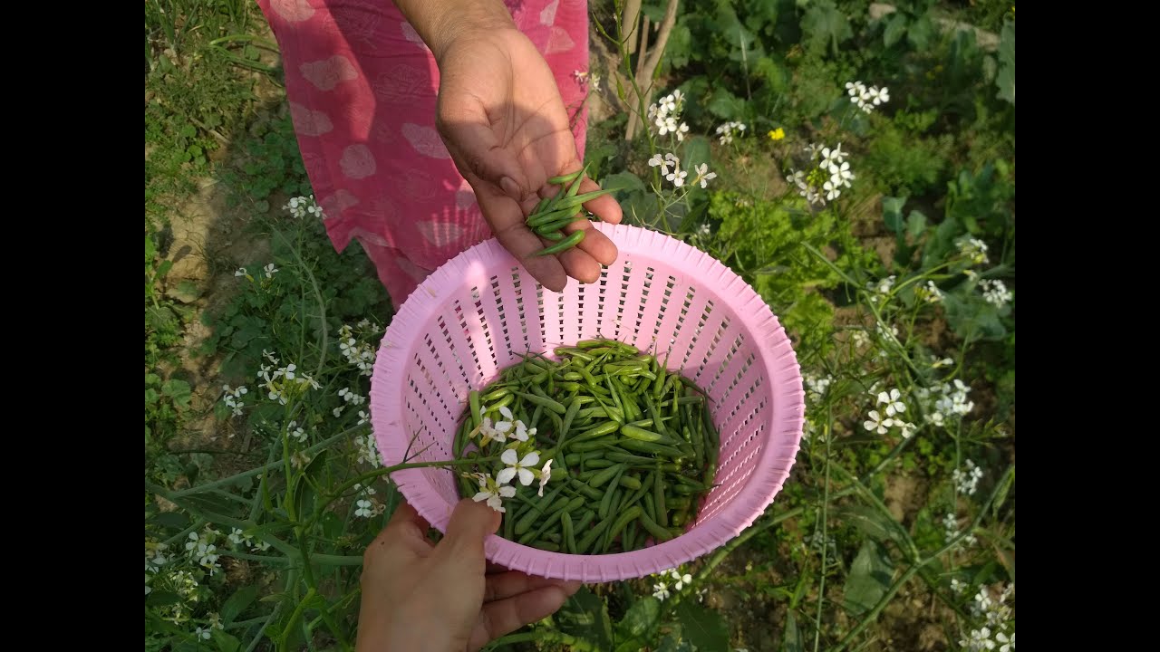 What is moongre? Harvesting Radish pods/moongre/mogri/mongray - YouTube