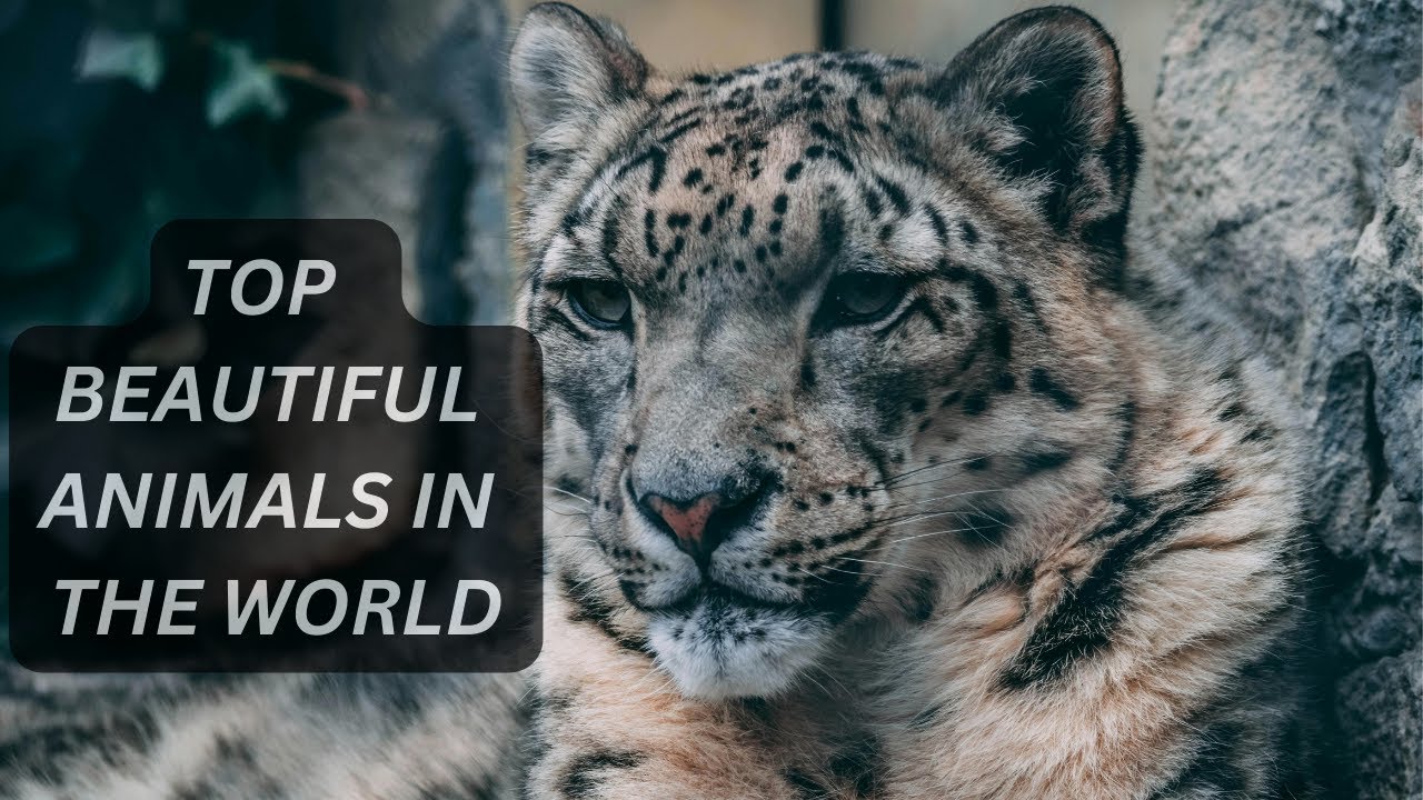 Beautiful Animals in the World | Fascinating Colours of the Animal ...