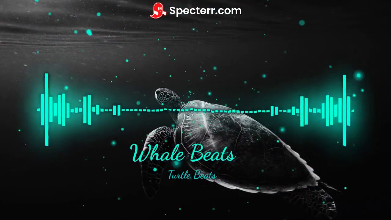 Turtle Beats - YouTube