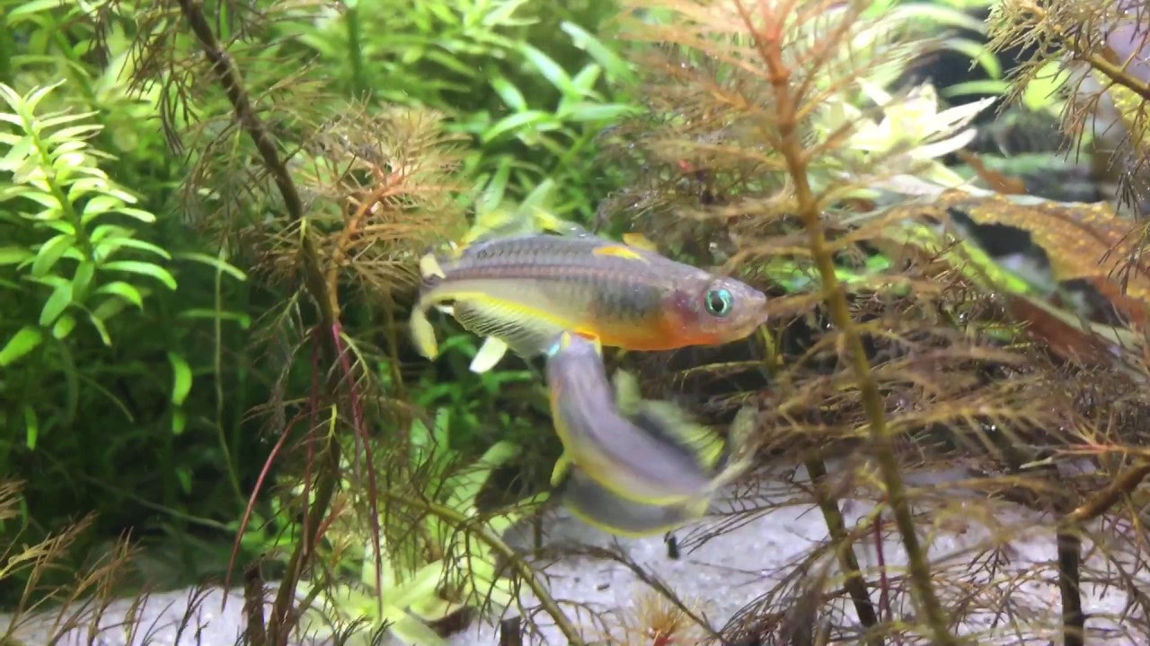 Furcata Rainbow fish (Forktail rainbow fish) - YouTube