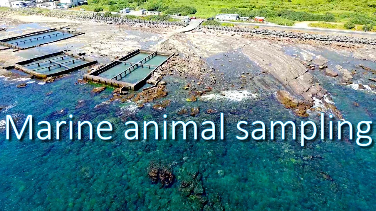 2023 ICOB Summer Camp Internship Ep01: Marine animal sampling 海洋生物採集 ...