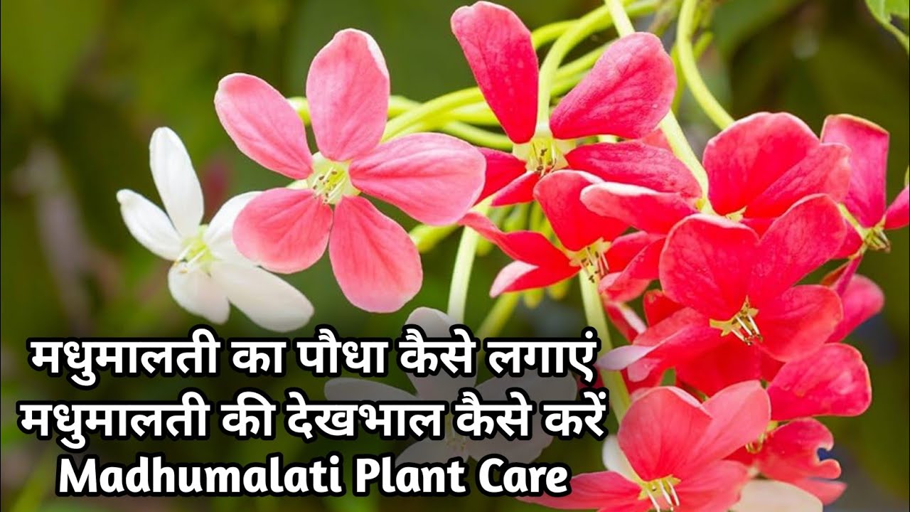 मधुमालती का पौधा कैसे लगाएं | मधुमालती की देखभाल कैसे करें ...