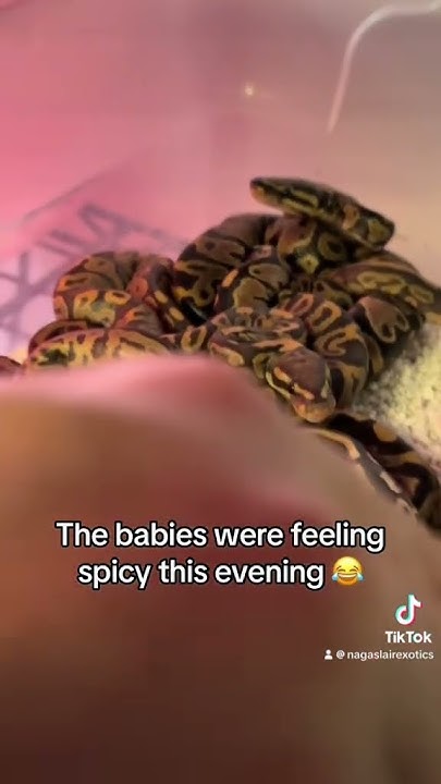 Spicy hatchling ball pythons ️🐍😂 #snake #spicynoodles #snakelover # ...