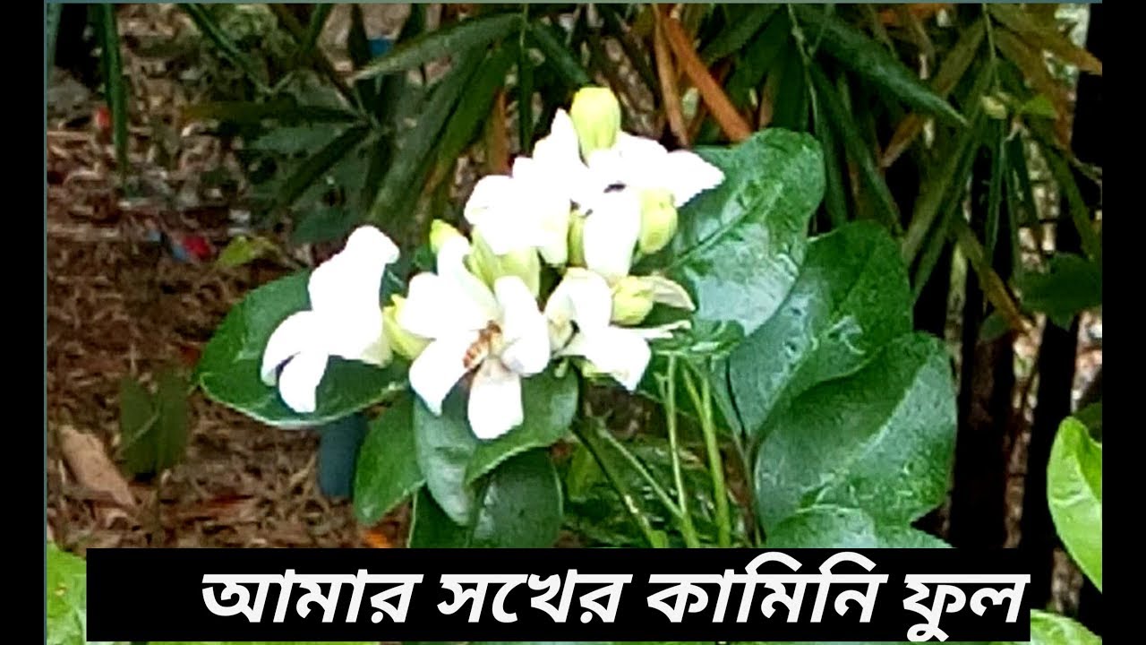 kamini flower in my home - YouTube