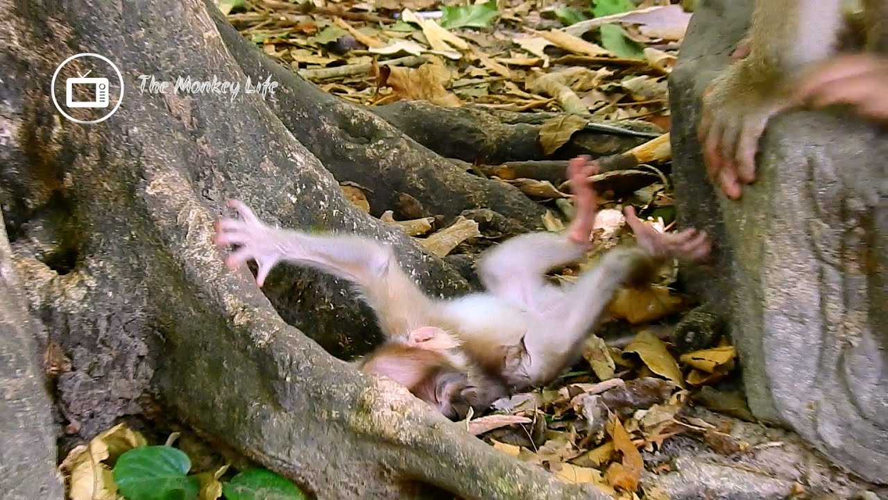 Pitifl new baby monkey was fall backward by mom's mistake, small monkey ...