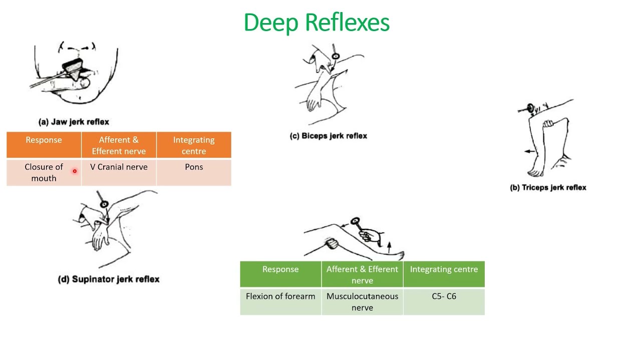 Demonstration of reflex activity - YouTube