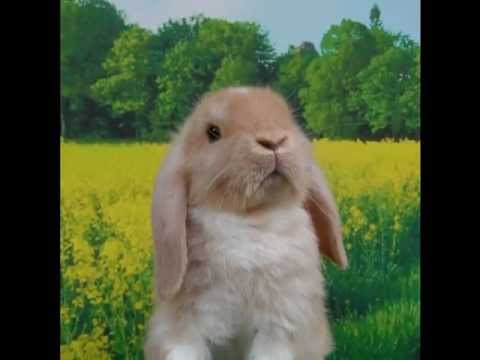 Rabbits - YouTube