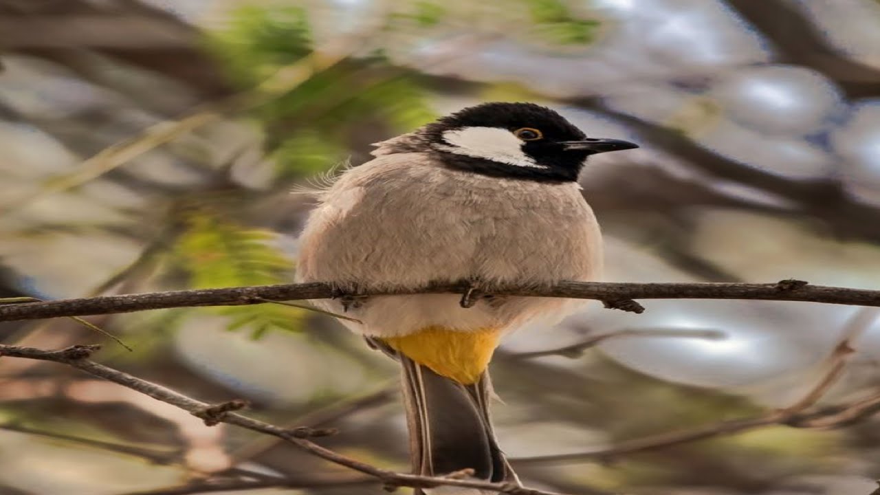 أروع تغريد بلبل عراقي The most beautiful Iraqi Bulbul twitter - YouTube