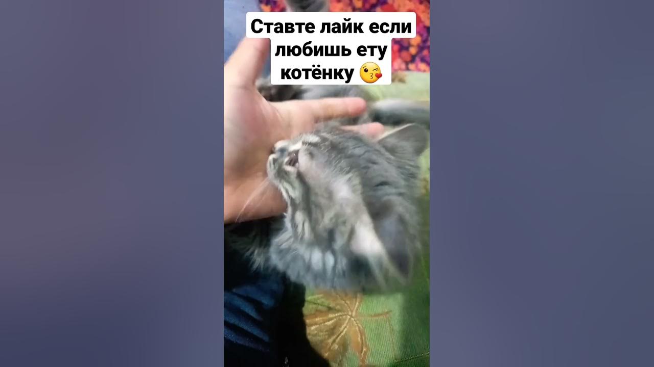 милий кот Youtube