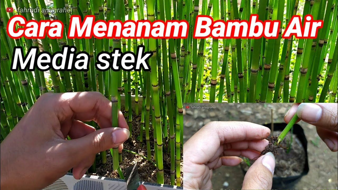 Cara menanam bambu air media stek #tanambambuair #menanambambuair # ...