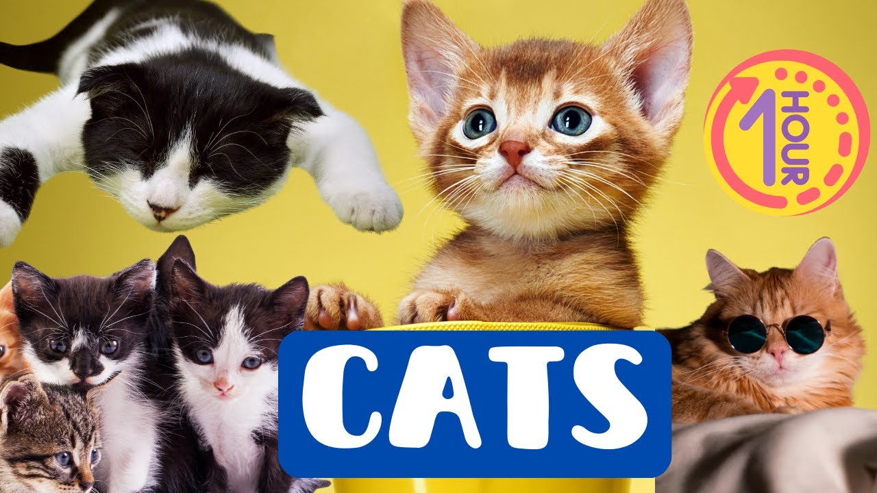 1 Hour of CATs - YouTube