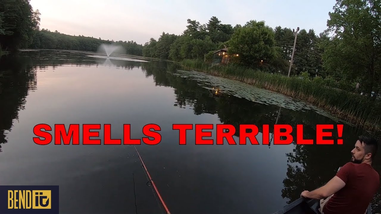 Gross City Pond- I can't BELIEVE it has fish! - YouTube