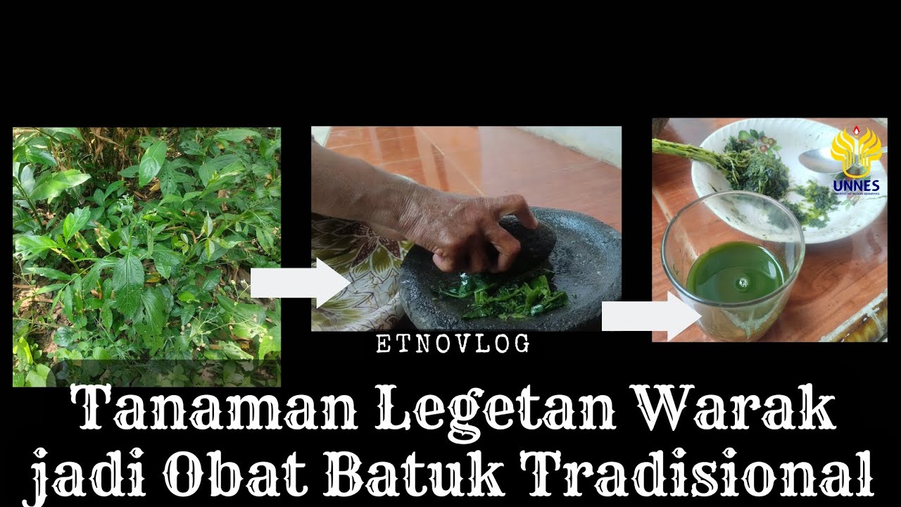 4001420039_Kayantri Sabitha Maulani_EtnoVlog Tanaman Legetan Warak ...