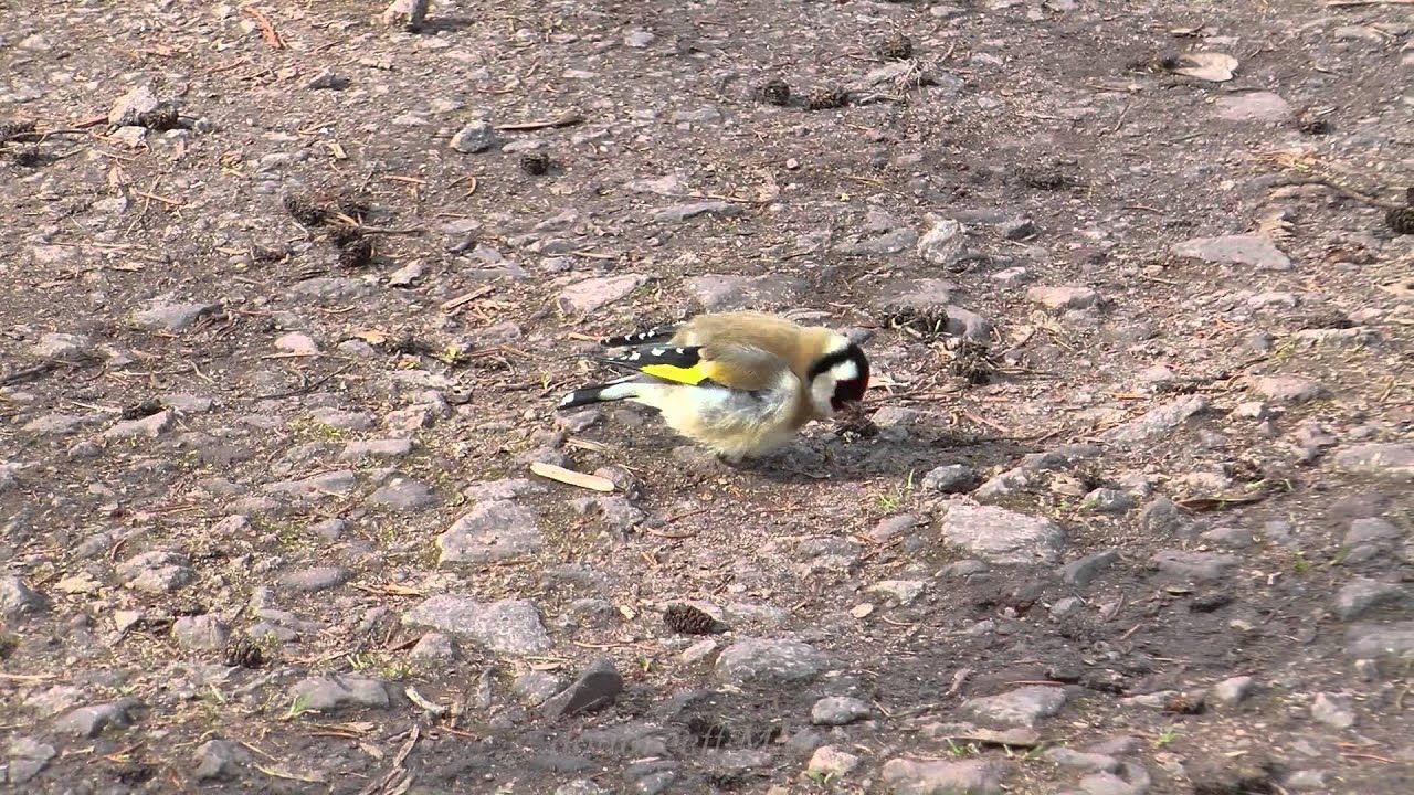 Stieglitz (Distelfink) - Vogel des Jahres 2016 - YouTube