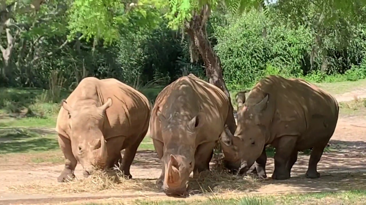 spring break 2019 - YouTube