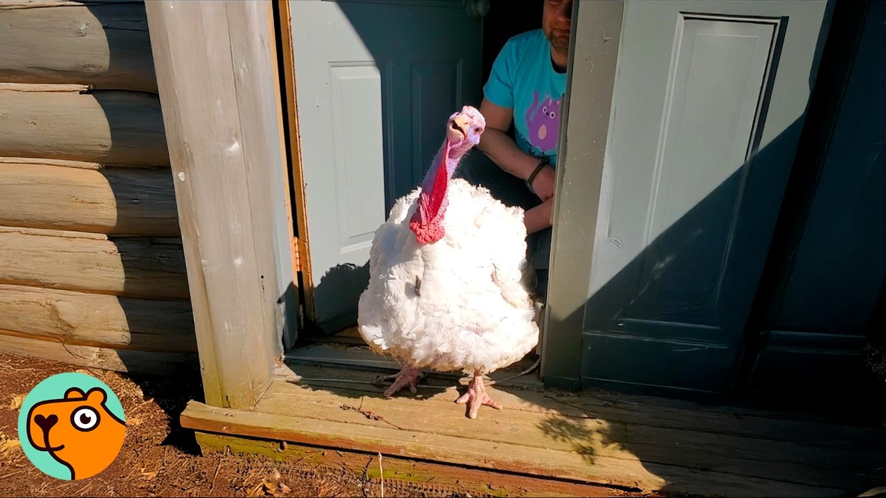 Rescued Turkey Sees The Sun For The First Time | Cuddle Buddies - YouTube