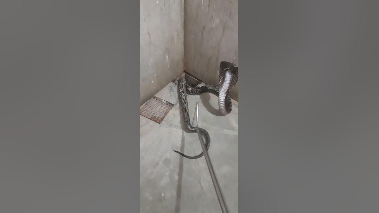 What's happen when snake present in bathroom - YouTube