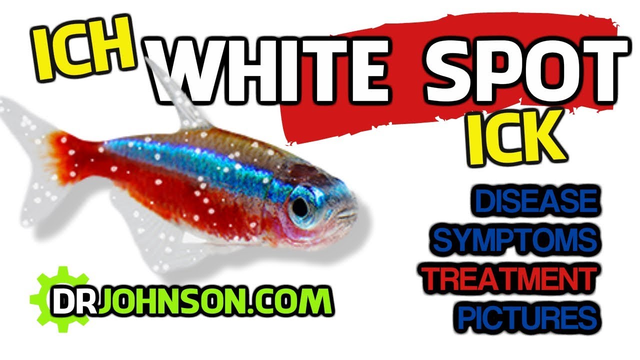 Ich Treatment and Symptoms - How to Treat Ich - YouTube