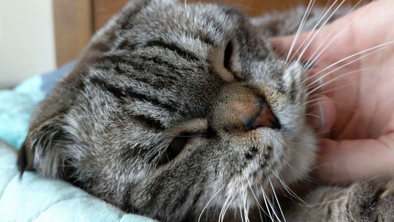 Ultra HD 4K Scottish Fold Cat Pat - YouTube