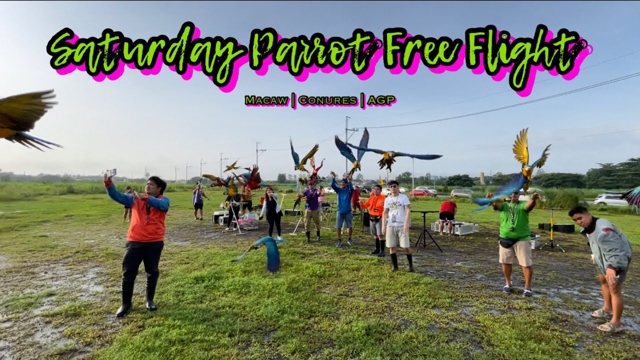 SATURDAY PARROT FREE FLIGHT | Macaw Bird | Conures | AGP #viralvideo # ...