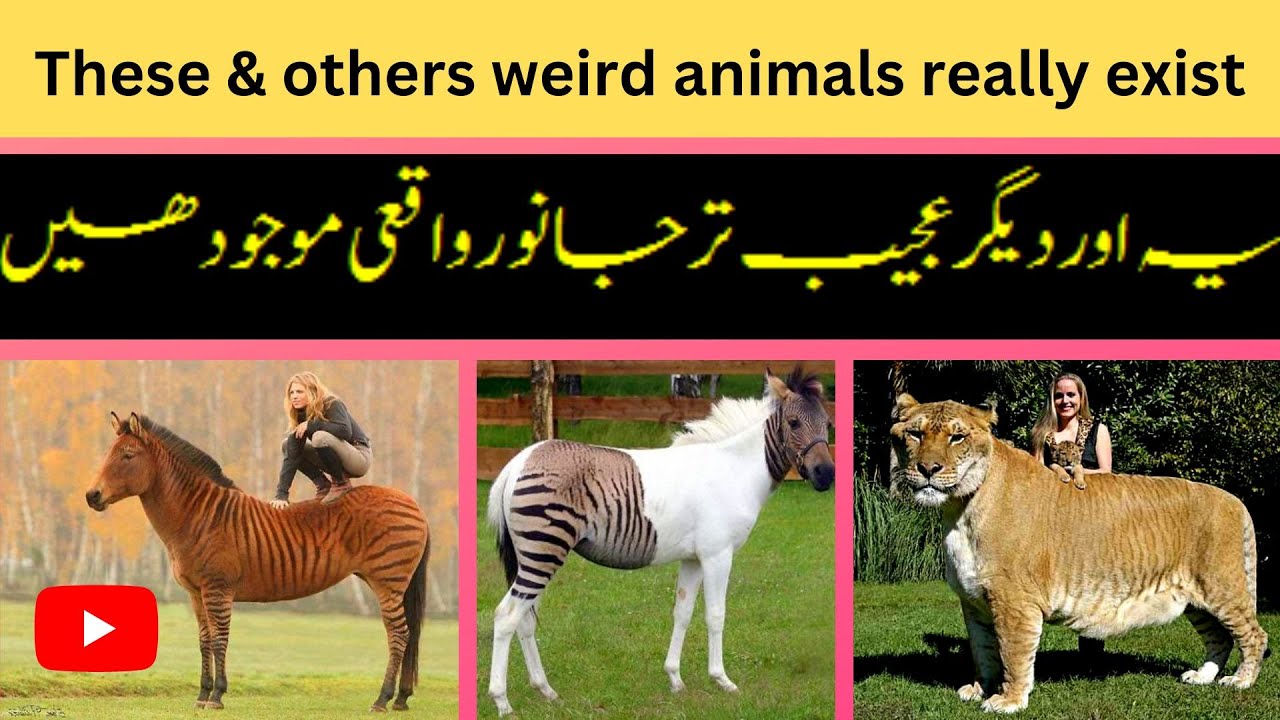Weird hybrid animals actually exist but you never know, amazing | Fact ...