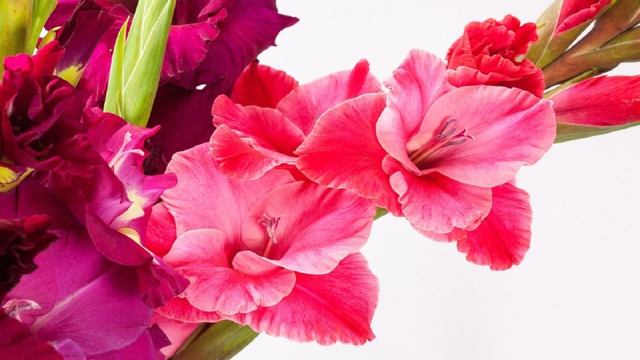 Most Beautiful Gladiolus Flower Ever You Seen - YouTube