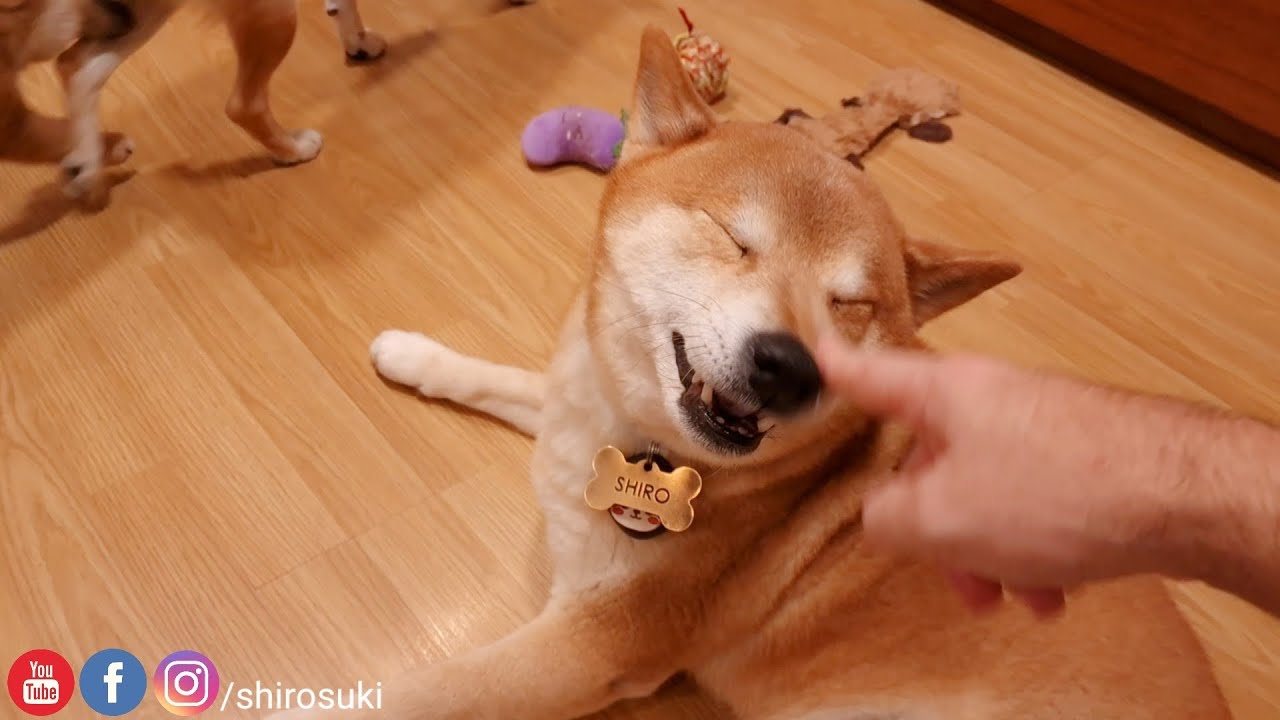 me annoying boo boo Shiro 😂 ️ - YouTube