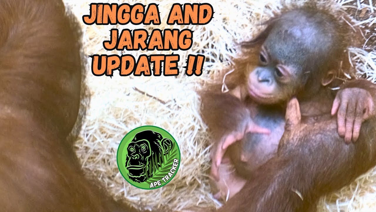 Exciting Update Video: Meet Baby Orangutan Jarang And Mom Jingga! - YouTube