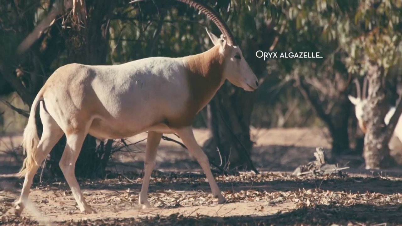 Wild trip - Maroc - Oryx Algazelle - YouTube