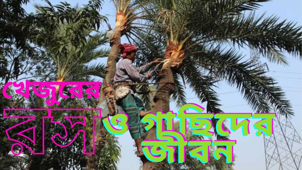 তীব্র শীতের ভোরে খেজুরের রস খাওয়ার অনুভুতি। Gaibandha । Khejurer Rosh ...