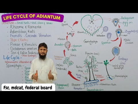 life cycle of fern | life cycle of adiantum class 11 - YouTube