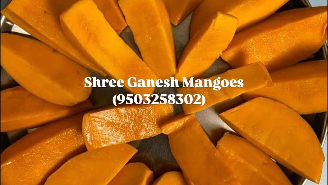 🥭Premium Export Quality Authentic Devgad Alphonso Mango Cutting- Season ...