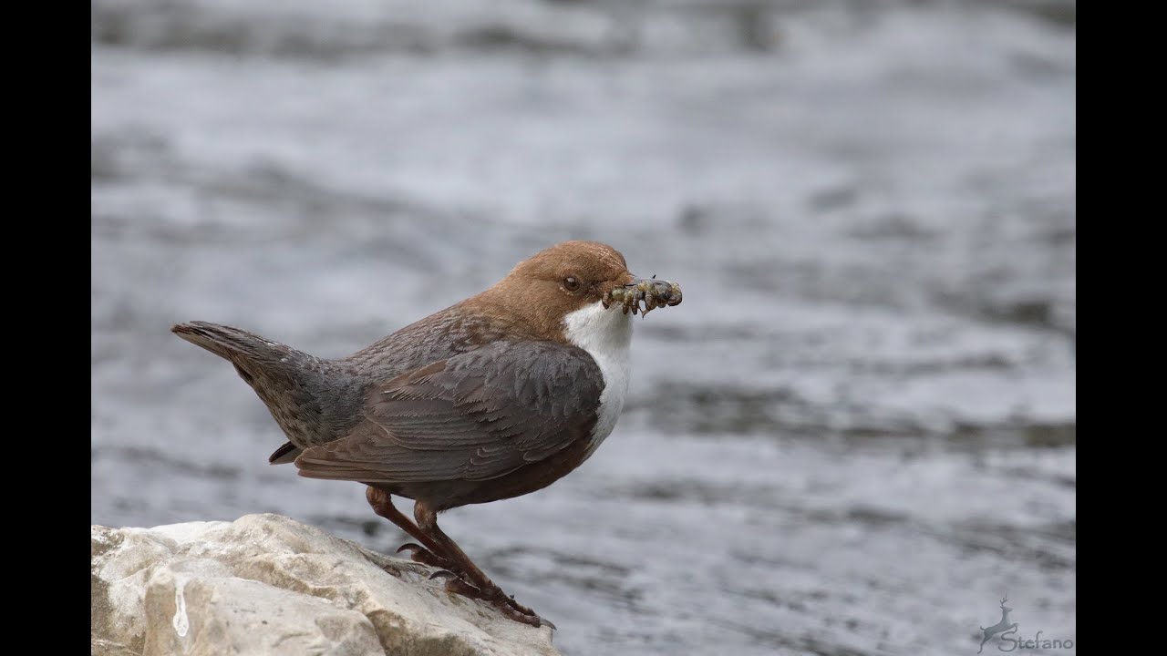 Merlo Acquaiolo il grande pescatore - YouTube