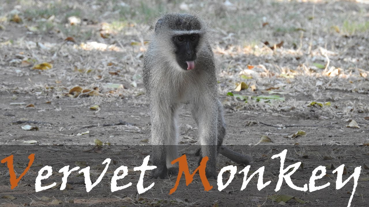 Vervet Monkey Video From Letaba Camp - Alarm Calls & Vervet Monkey ...