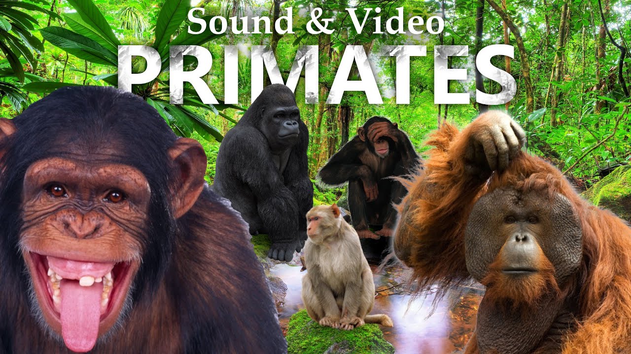 Animal Sounds Primates animals Gorilla, Chimpanzee, Monkey, Orangutan ...