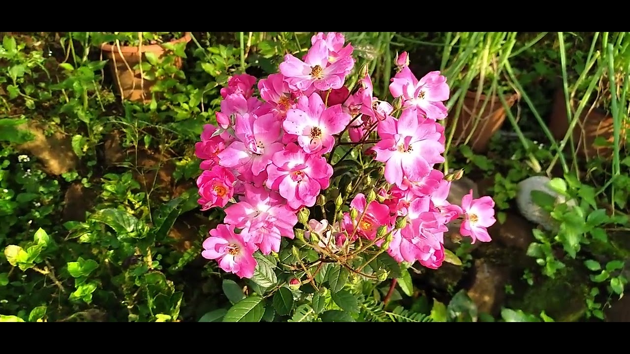 ROSES AND LERIO #philippines - YouTube