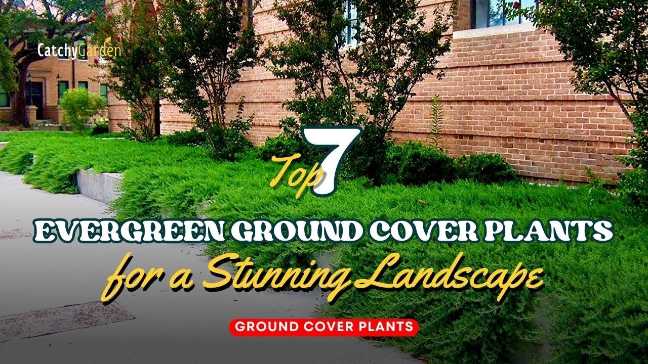 7 Must Have Evergreen Ground Cover Plants for a Stunning Landscape 🌱🌸😊 ...