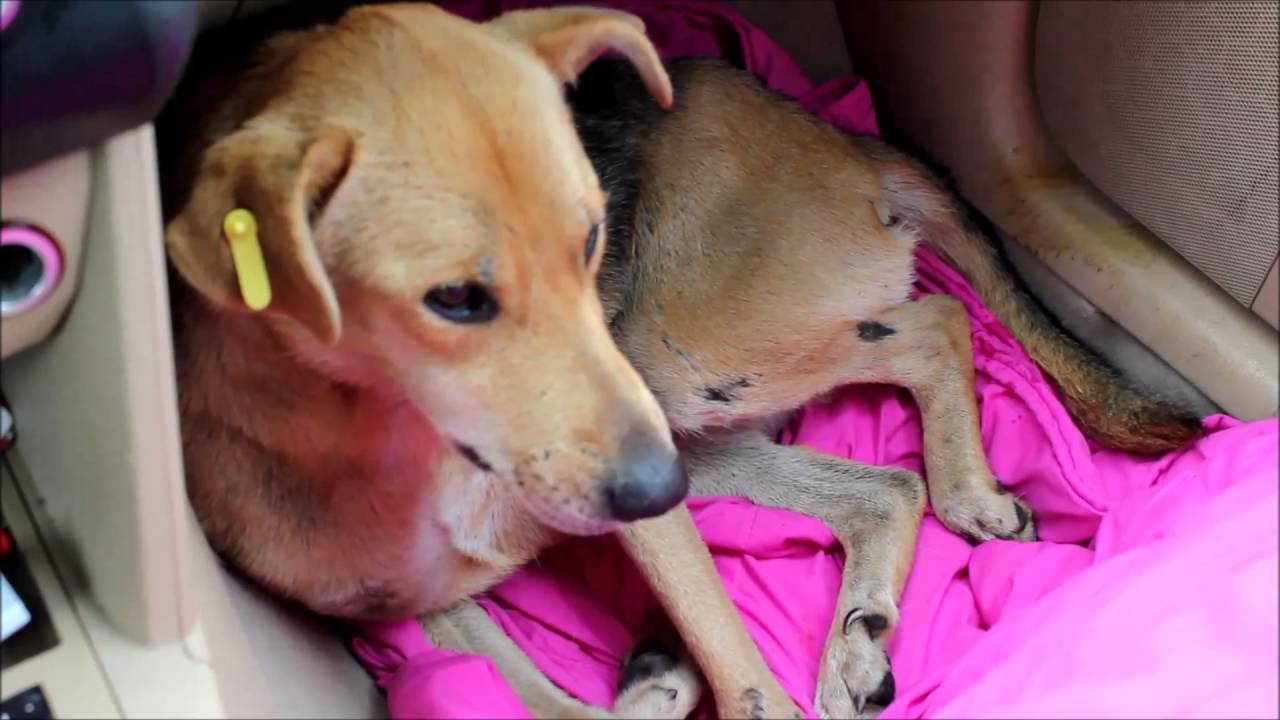 Emergency rescue - female dog ran over by car - MDFB - YouTube
