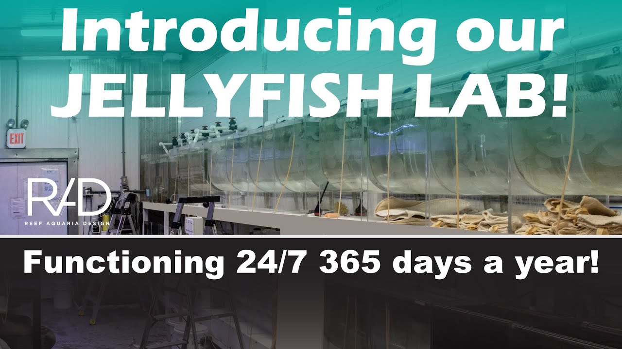 INSIDE OUR JELLYFISH LAB AT THE REEF AQUARIA DESIGN AND JELLYFISH ART ...