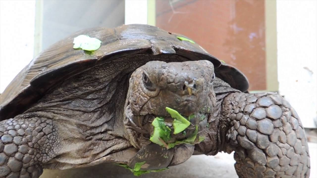 Tortoise trying to bite my fingers - YouTube