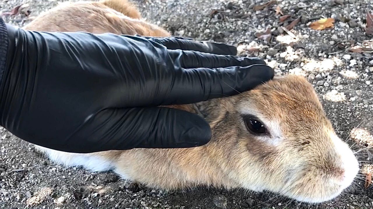 It has already been proven that rabbits are liquid. - YouTube