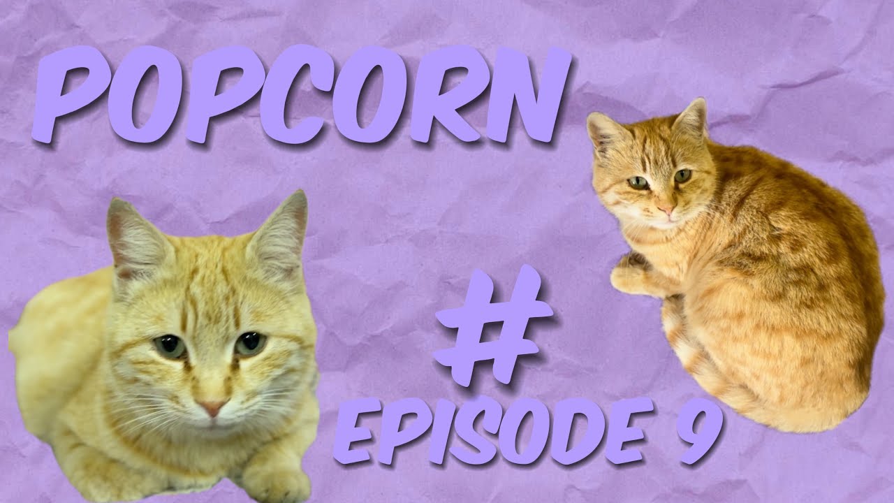 Popcorn (cat) || Episode 9 || Animal Rescue Center - YouTube