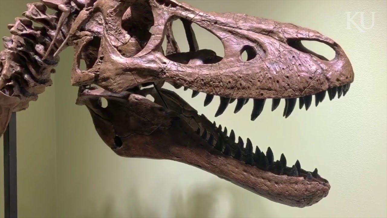 Help Support the KU Natural History Museum for the 2019 One-Day-One-KU ...