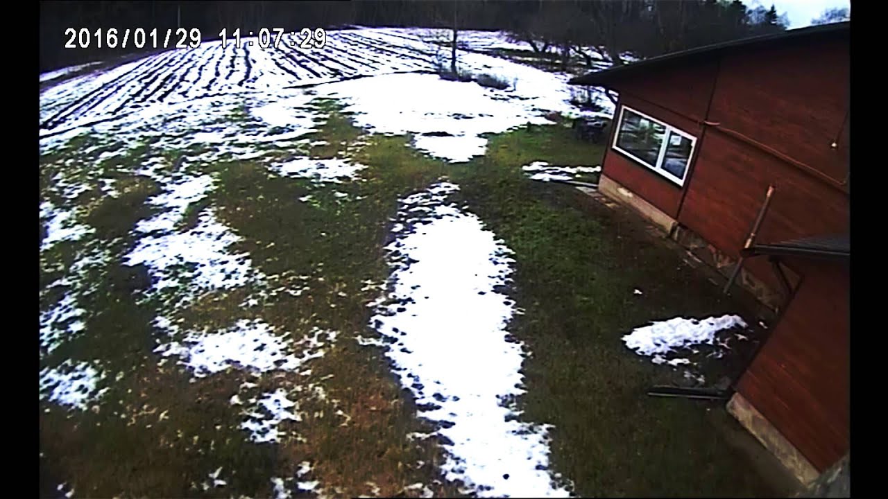 Fox chasing chicken - YouTube